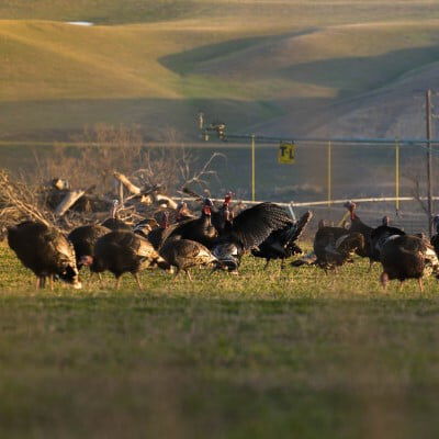 Turkey Hunter’s Dream or Worst Nightmare?